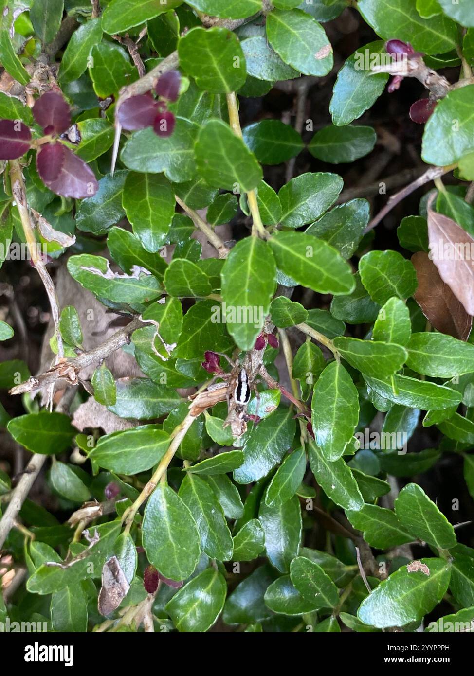 Two-lined Stealthy Ground Spider (Cesonia bilineata Stock Photo - Alamy