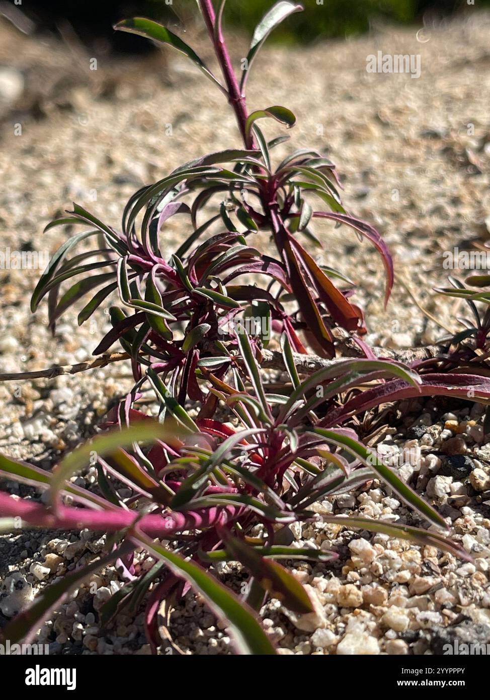 San Gabriel beardtongue (Penstemon labrosus Stock Photo - Alamy