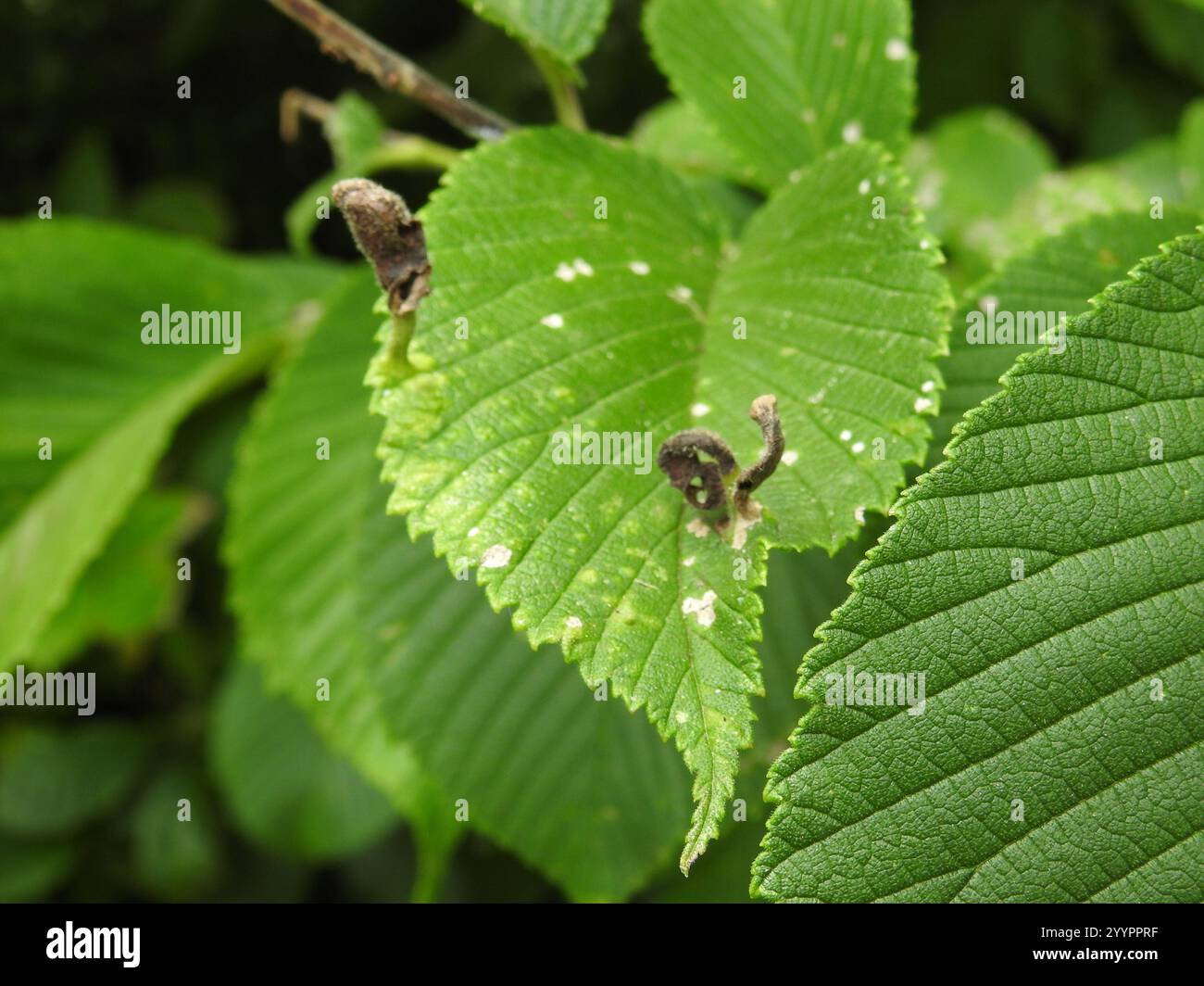 Rice Root Aphid (Tetraneura akinire Stock Photo - Alamy