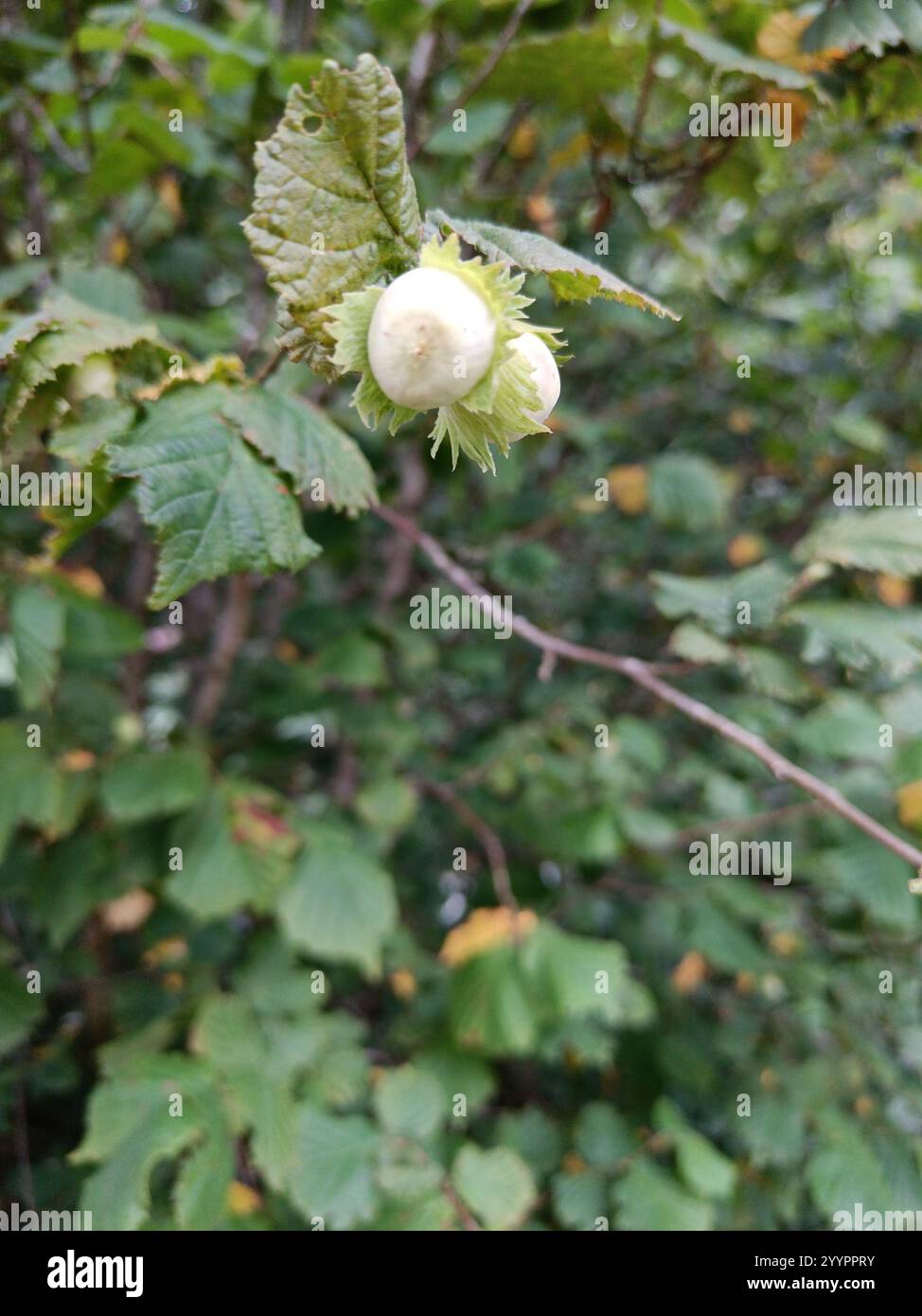 common hazel (Corylus avellana Stock Photo - Alamy