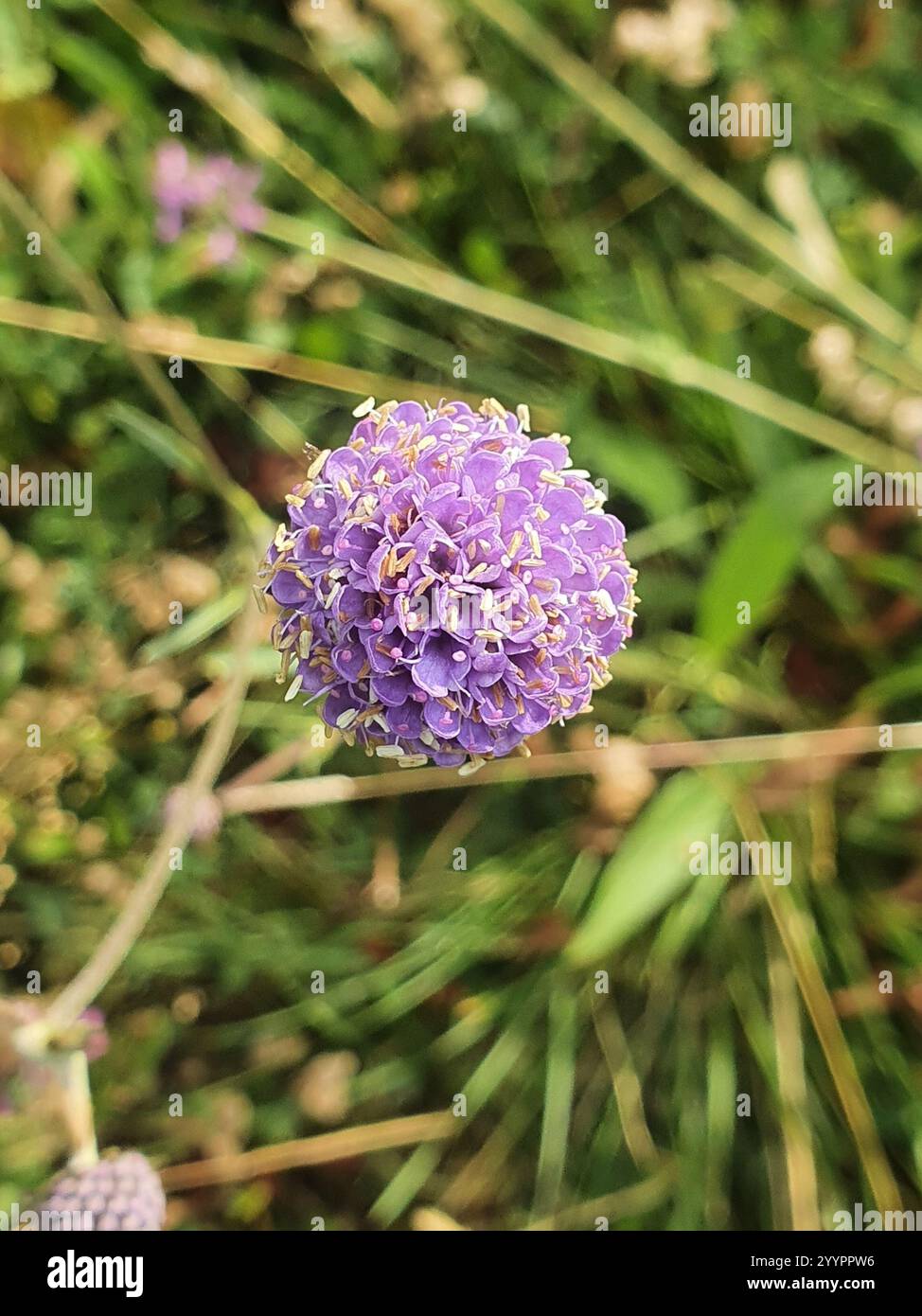 Devil's-bit Scabious (Succisa pratensis Stock Photo - Alamy