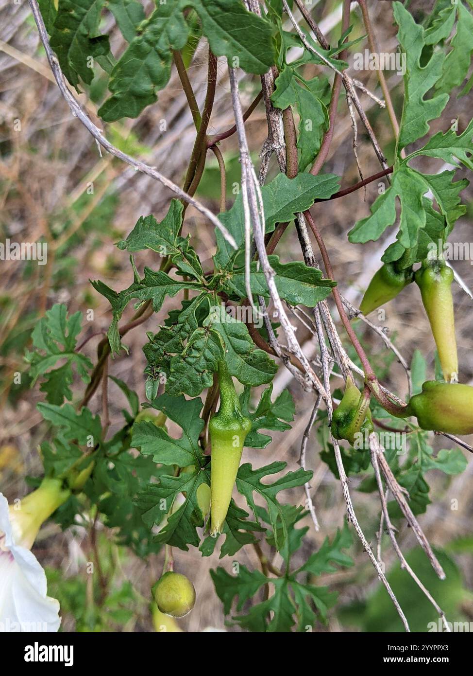 Alamo vine (Distimake dissectus Stock Photo - Alamy