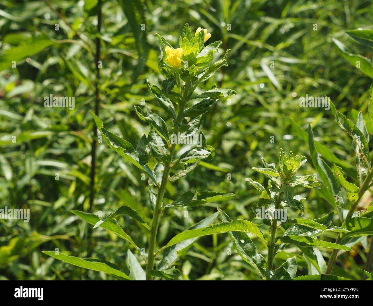 common evening-primrose (Oenothera biennis Stock Photo - Alamy