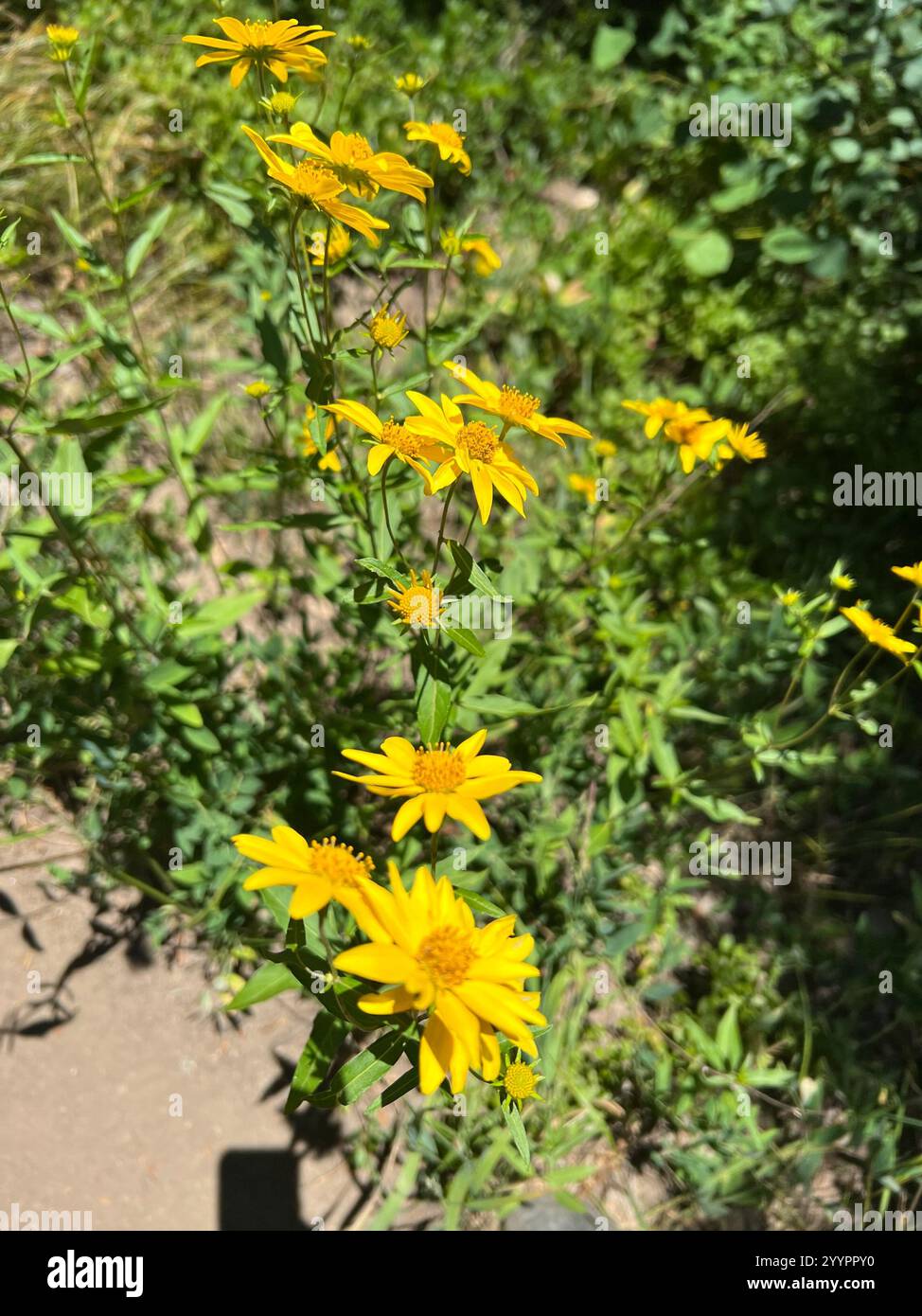 Heliomeris multiflora hi-res stock photography and images - Alamy