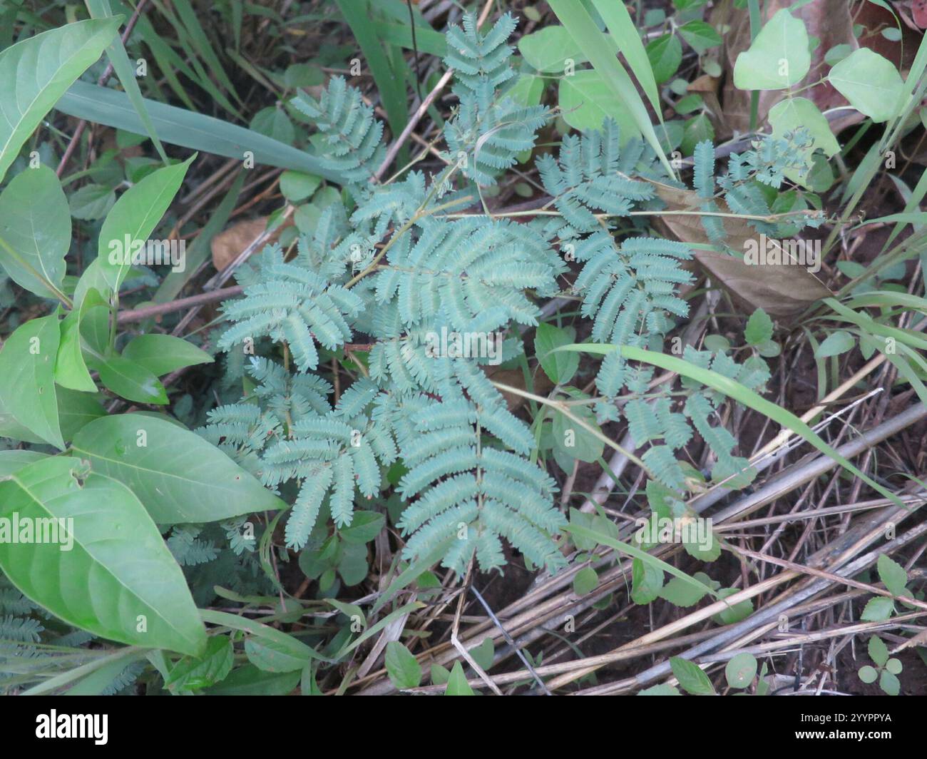 Mimoseae hi-res stock photography and images - Alamy