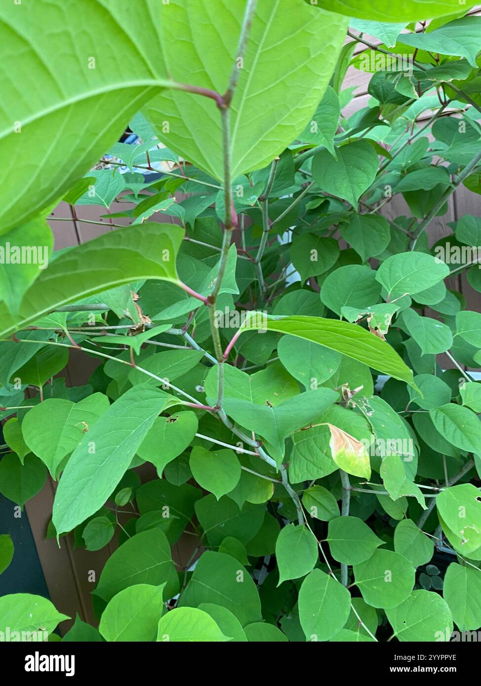 Japanese knotweed (Reynoutria japonica Stock Photo - Alamy