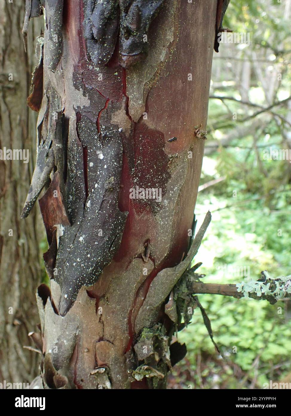 Pacific yew (Taxus brevifolia Stock Photo - Alamy
