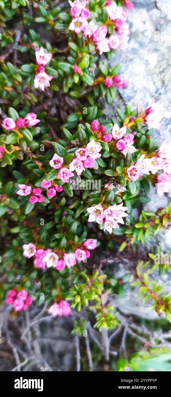 alpine azalea (Kalmia procumbens Stock Photo - Alamy