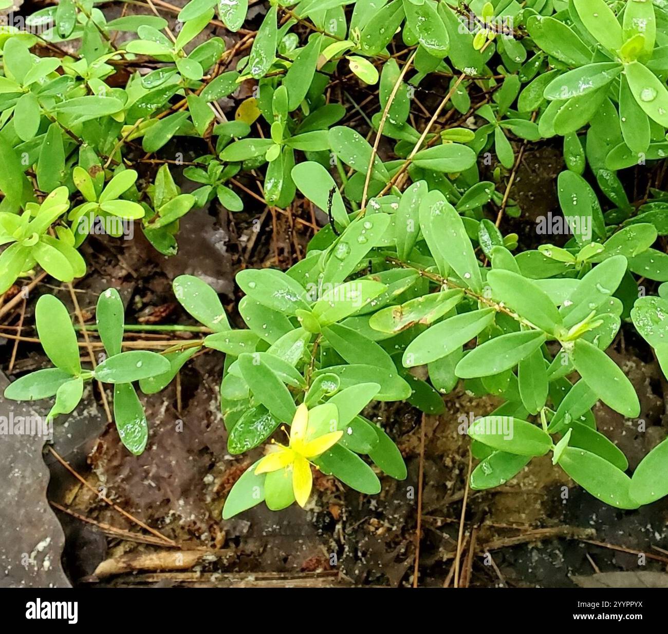 low St. John's wort (Hypericum stragulum Stock Photo - Alamy