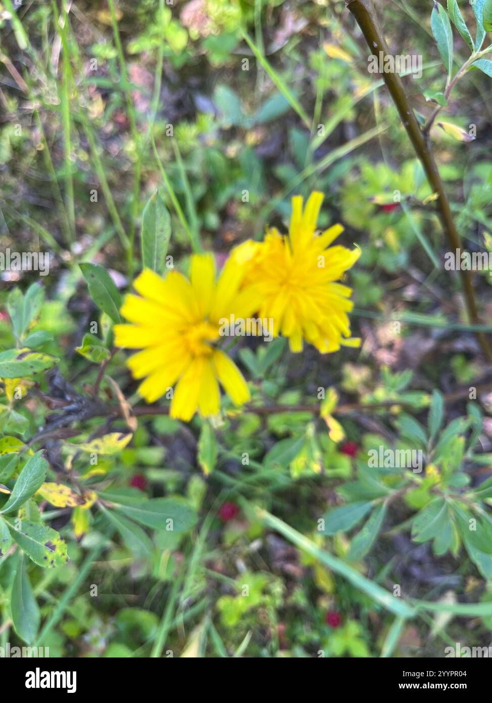 narrow-leaved hawksbeard (Crepis tectorum Stock Photo - Alamy