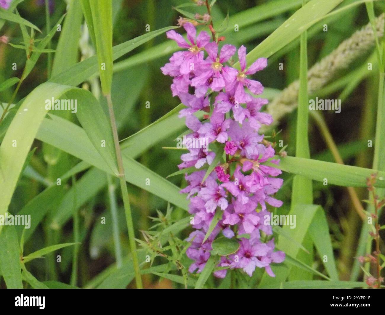 Wanded Loosestrife (Lythrum virgatum Stock Photo - Alamy