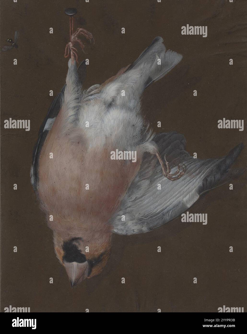 Barbara Dietzsch, A Rose-Breasted Finch Hanging from a Nail, c. 1760 ...