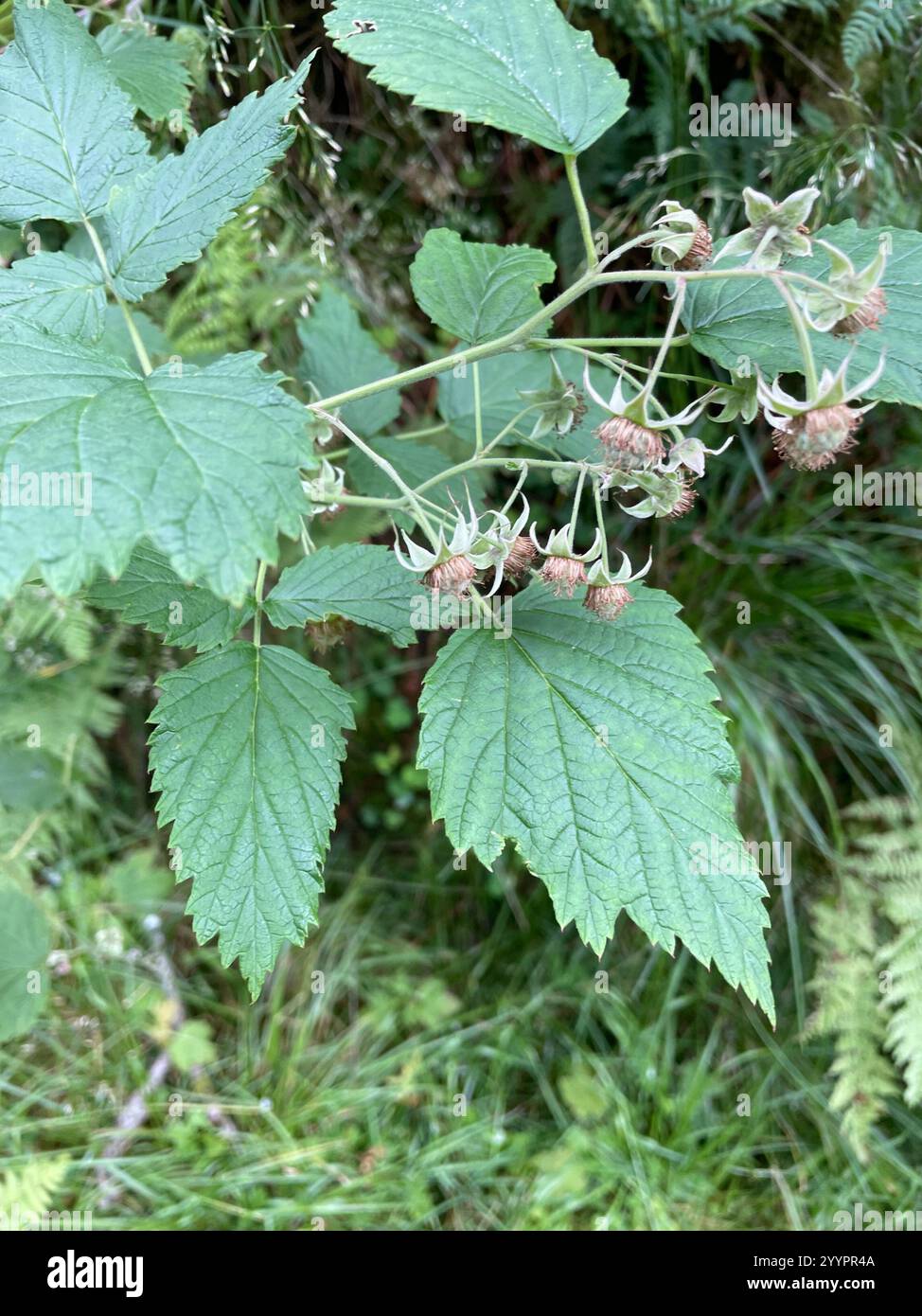 red raspberry (Rubus idaeus Stock Photo - Alamy
