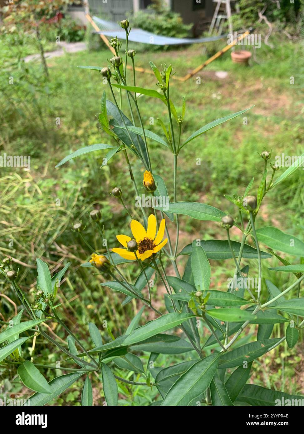 tall coreopsis (Coreopsis tripteris Stock Photo - Alamy