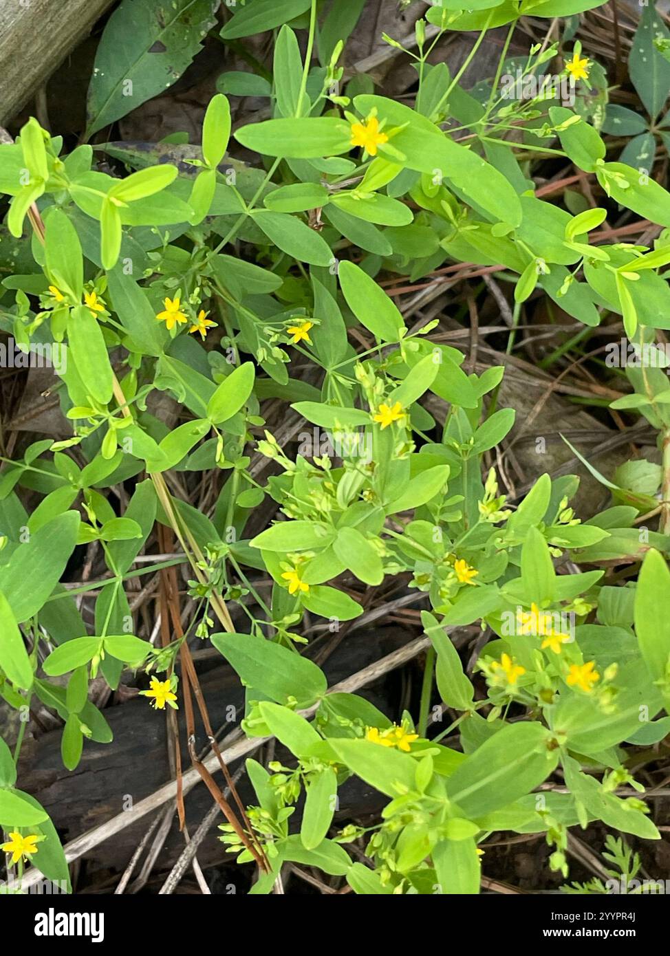 Dwarf St. John's Wort (Hypericum mutilum Stock Photo - Alamy