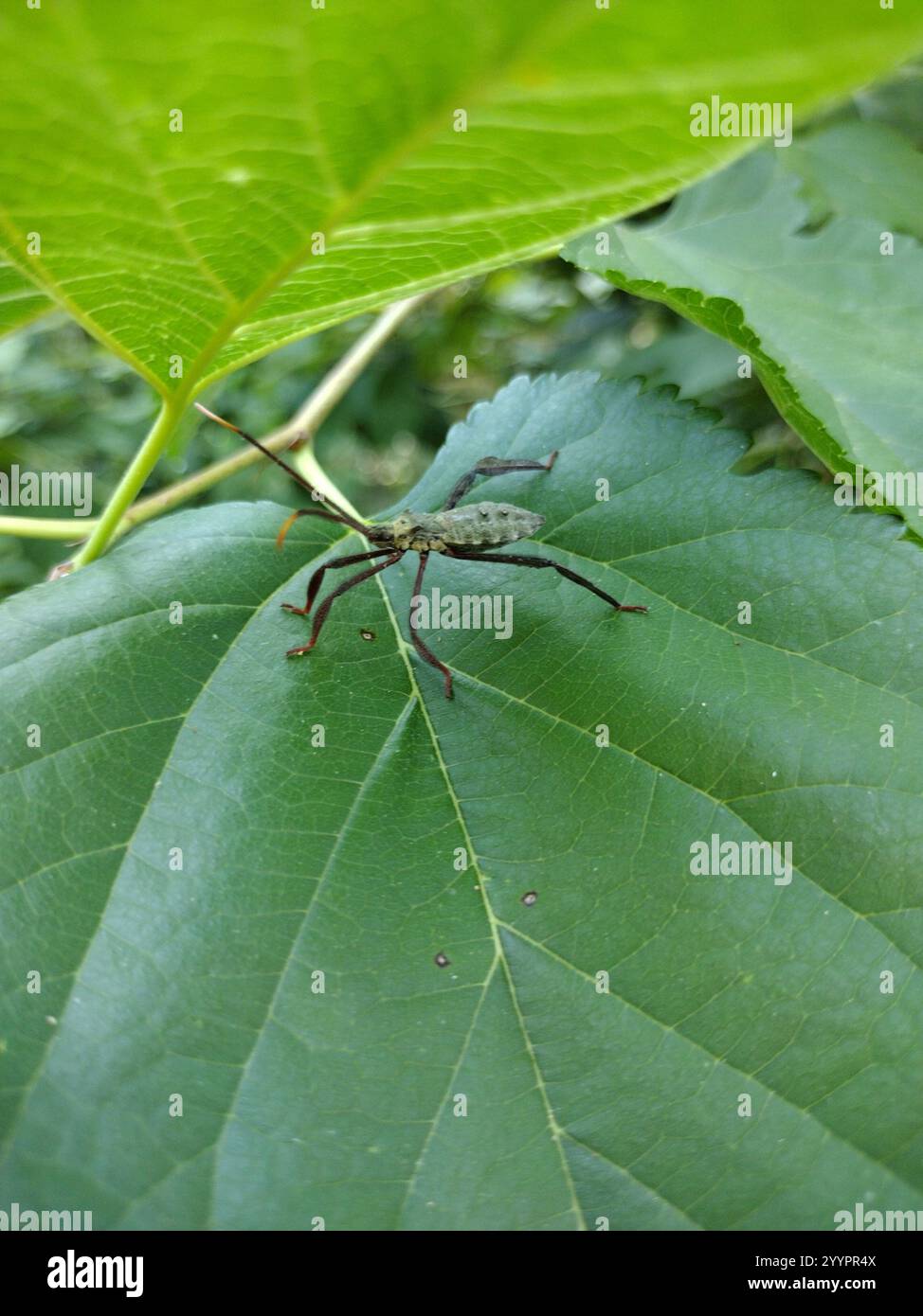 Spine-headed Bugs (Acanthocephala Stock Photo - Alamy