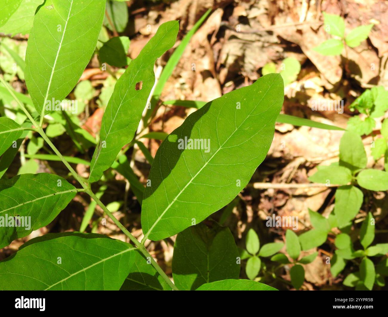 hemp dogbane (Apocynum cannabinum Stock Photo - Alamy