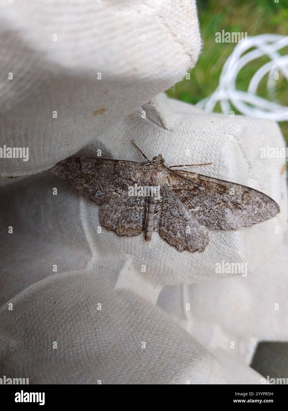 Repandata hi-res stock photography and images - Alamy
