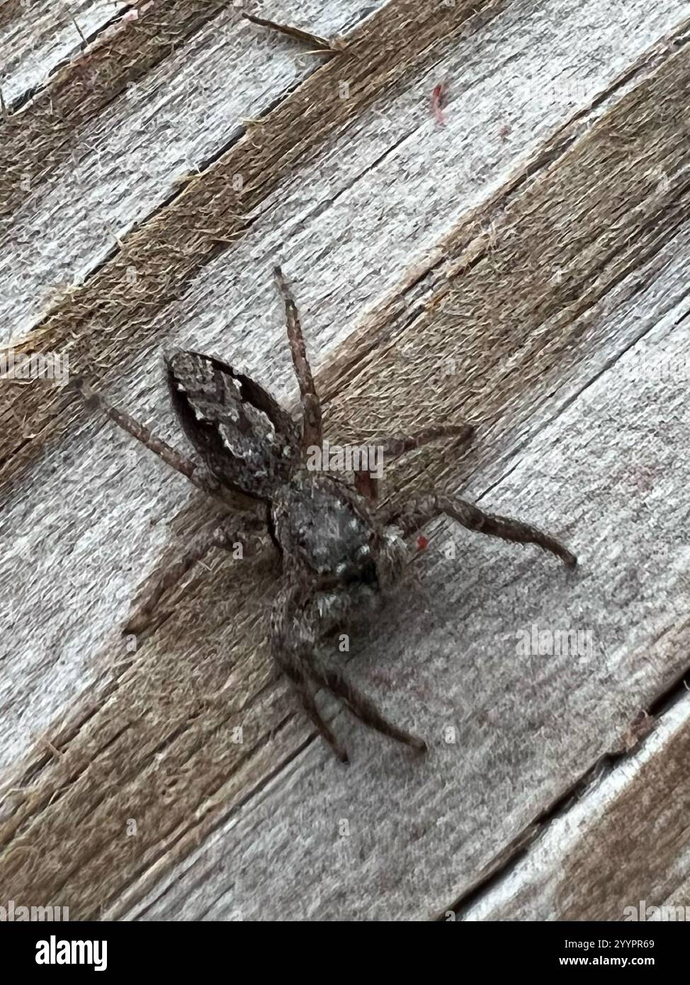 Tan Jumping Spider (Platycryptus undatus Stock Photo - Alamy