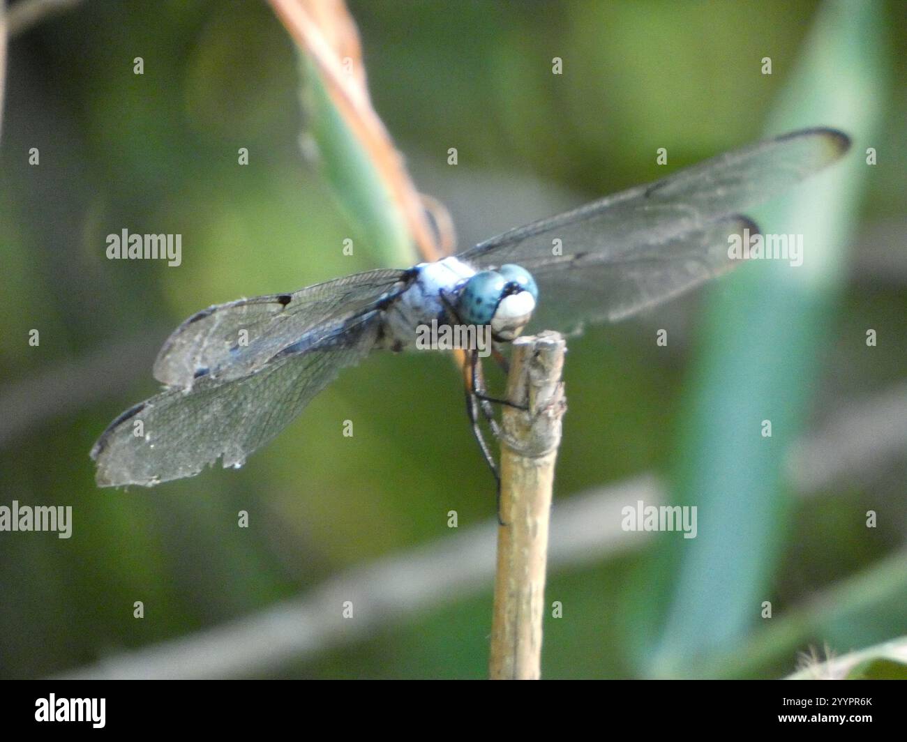 Great Blue Skimmer (Libellula vibrans Stock Photo - Alamy