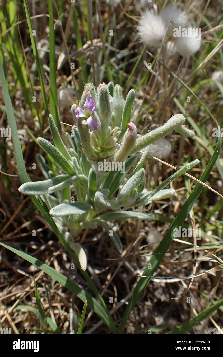 Sea stock matthiola sinuata hi-res stock photography and images - Alamy
