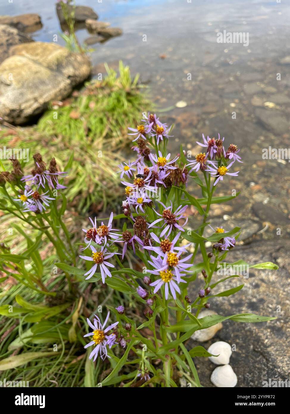 Sea Aster (Tripolium pannonicum Stock Photo - Alamy