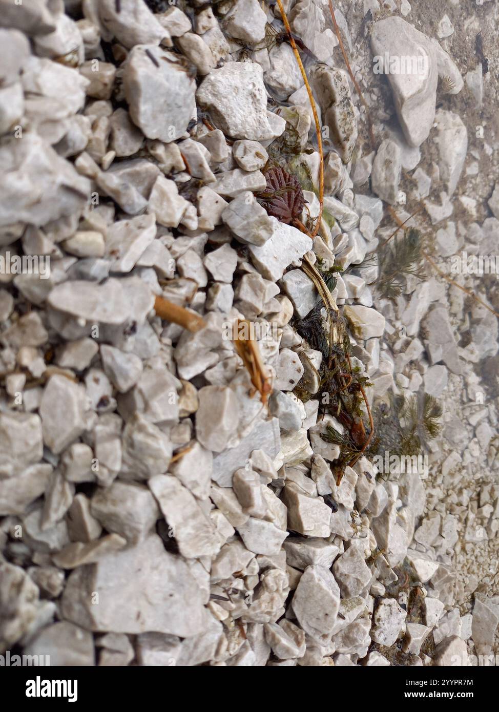 Diamond Northern Caddisfly (Limnephilus rhombicus Stock Photo - Alamy