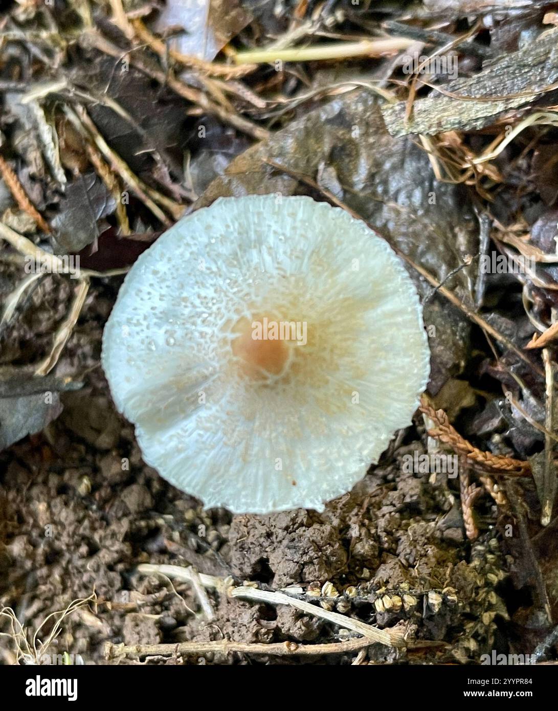 Stinking dapperling lepiota cristata hi-res stock photography and ...