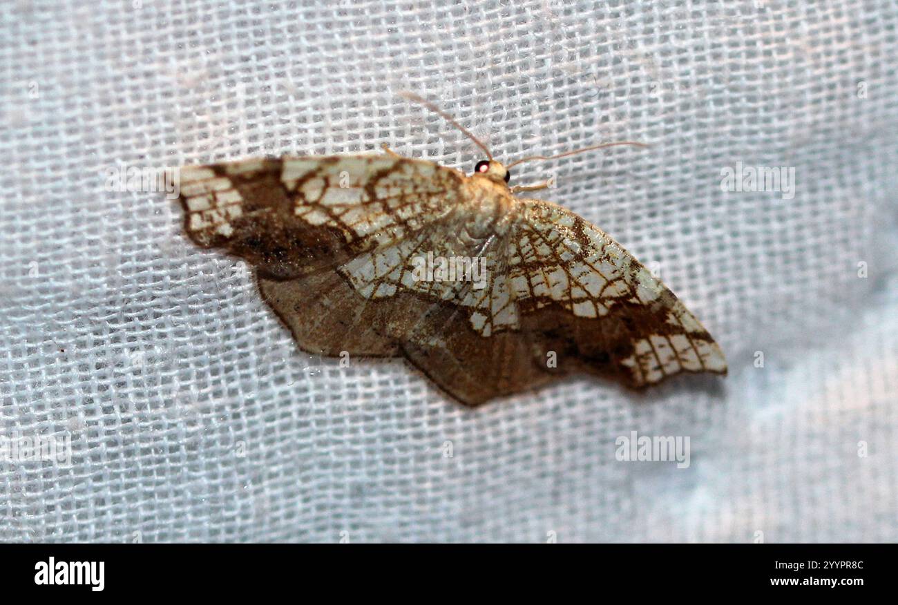 Horned Spanworm Moth (Nematocampa resistaria Stock Photo - Alamy