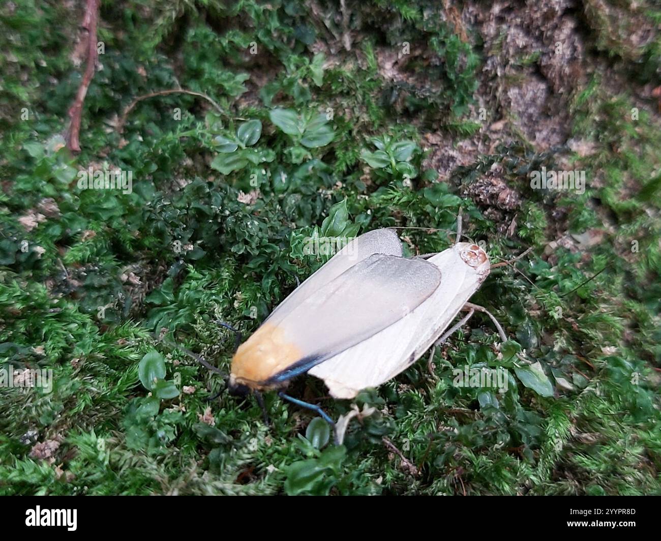 Four-spotted Footman (Lithosia quadra Stock Photo - Alamy