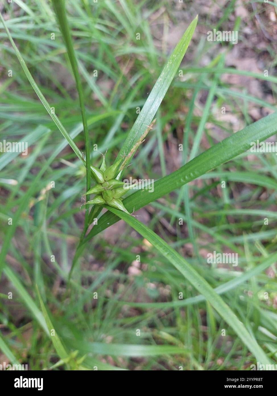 bladder sedge (Carex intumescens Stock Photo - Alamy