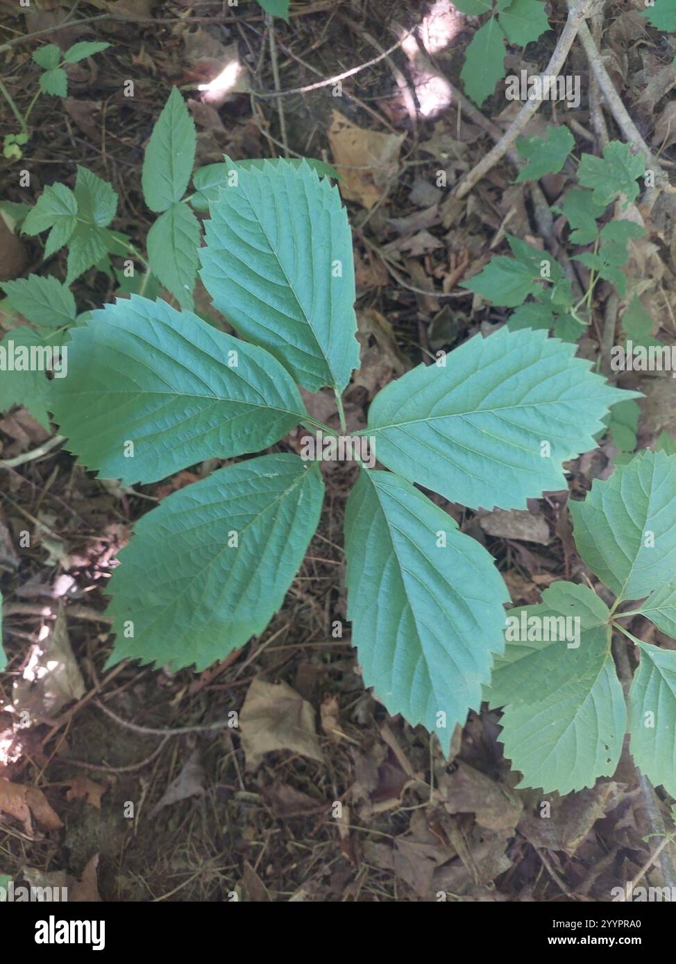 thicket creeper (Parthenocissus inserta Stock Photo - Alamy