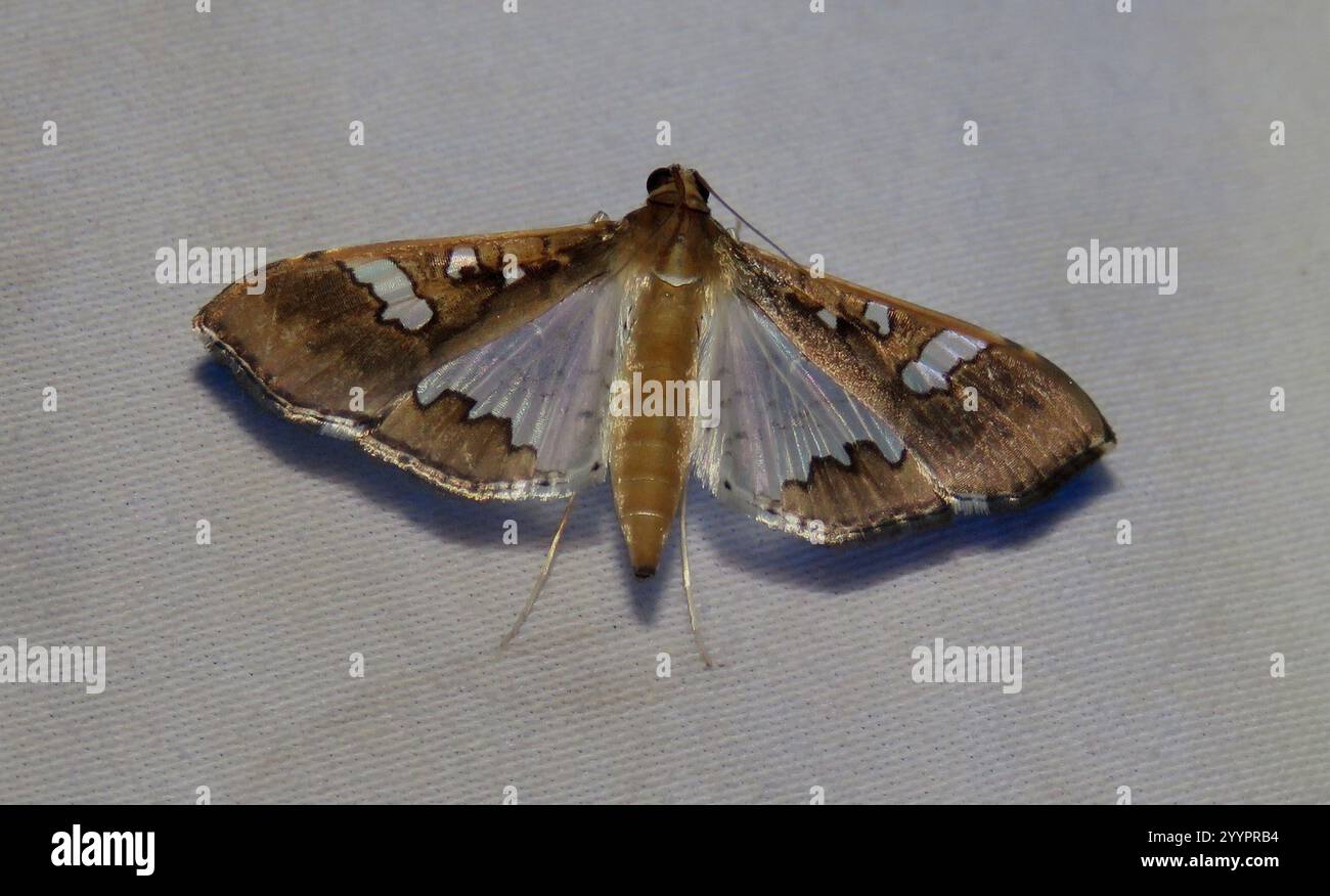 Mung moth hi-res stock photography and images - Alamy