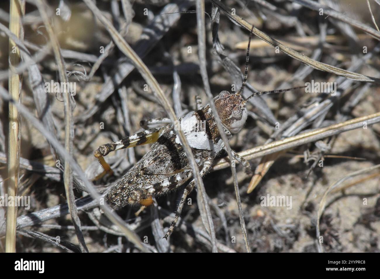 Spharagemon hi-res stock photography and images - Alamy