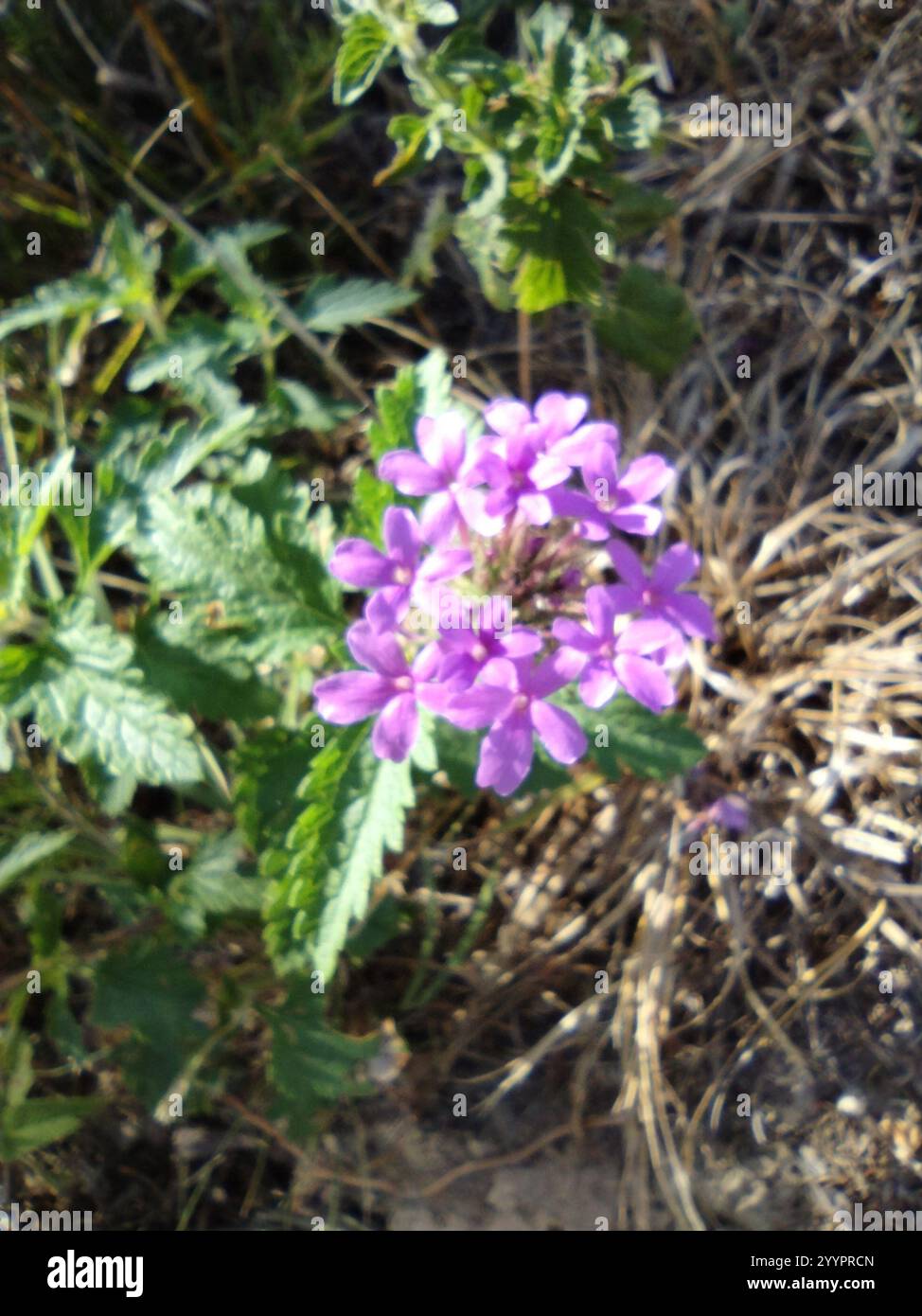 rose vervain (Glandularia canadensis Stock Photo - Alamy