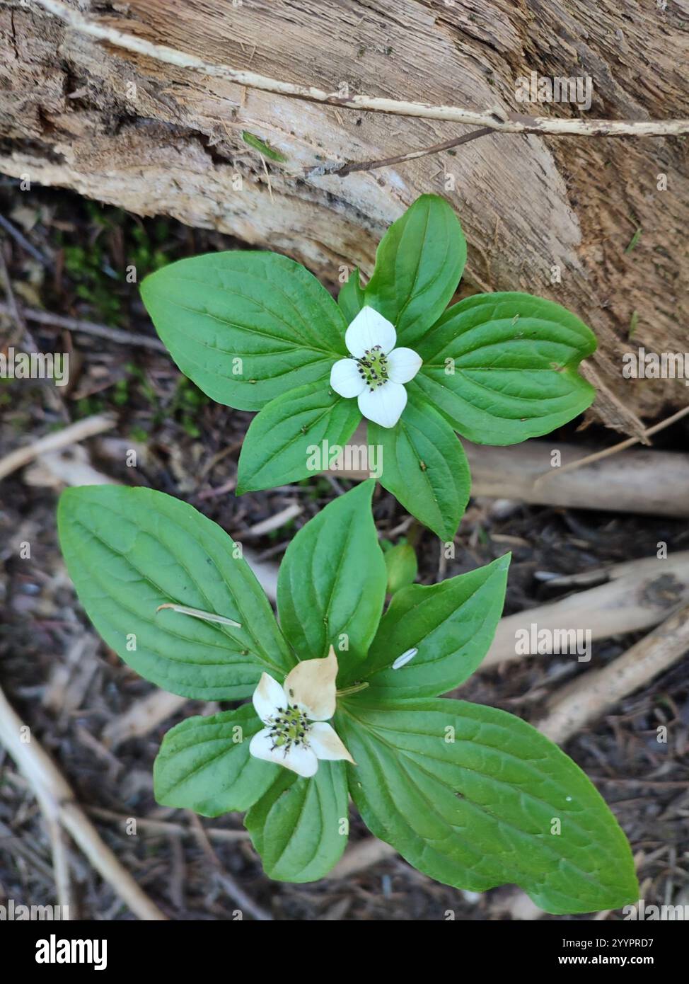 Western Bunchberry (Cornus unalaschkensis Stock Photo - Alamy
