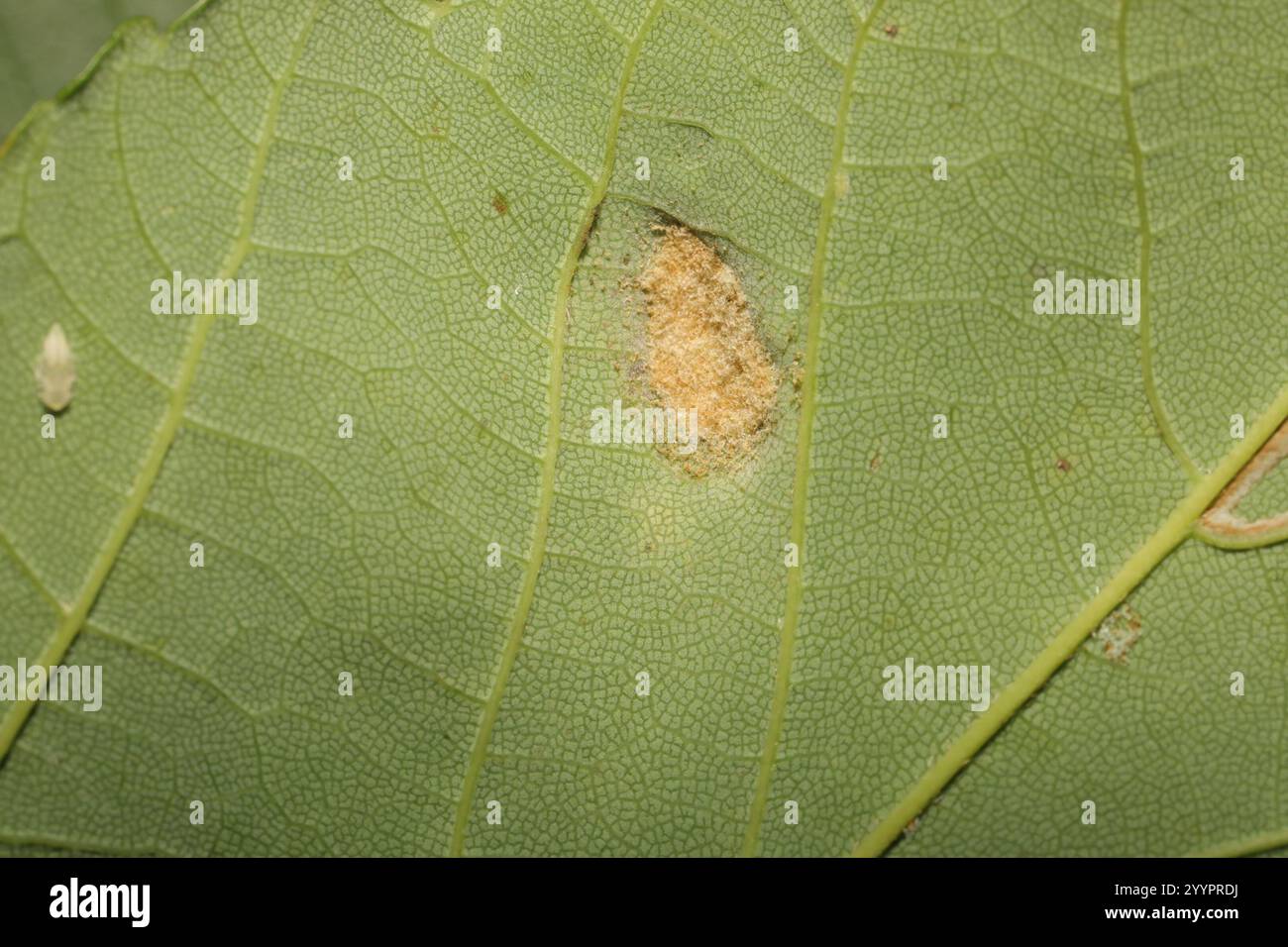 Sycamore Felt Gall Mite (Aceria pseudoplatani Stock Photo - Alamy