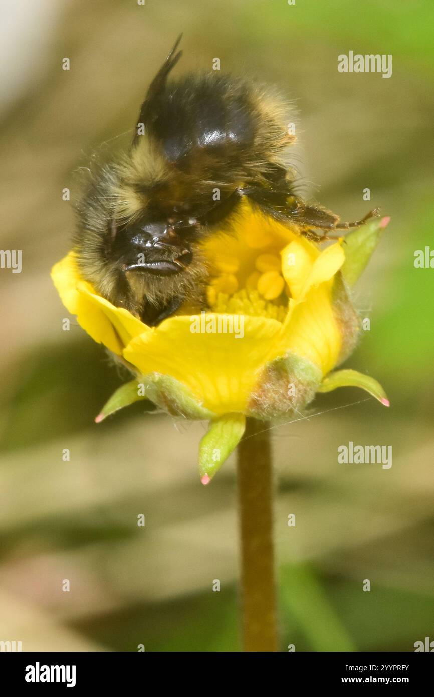 Sitka Bumble Bee (Bombus sitkensis Stock Photo - Alamy