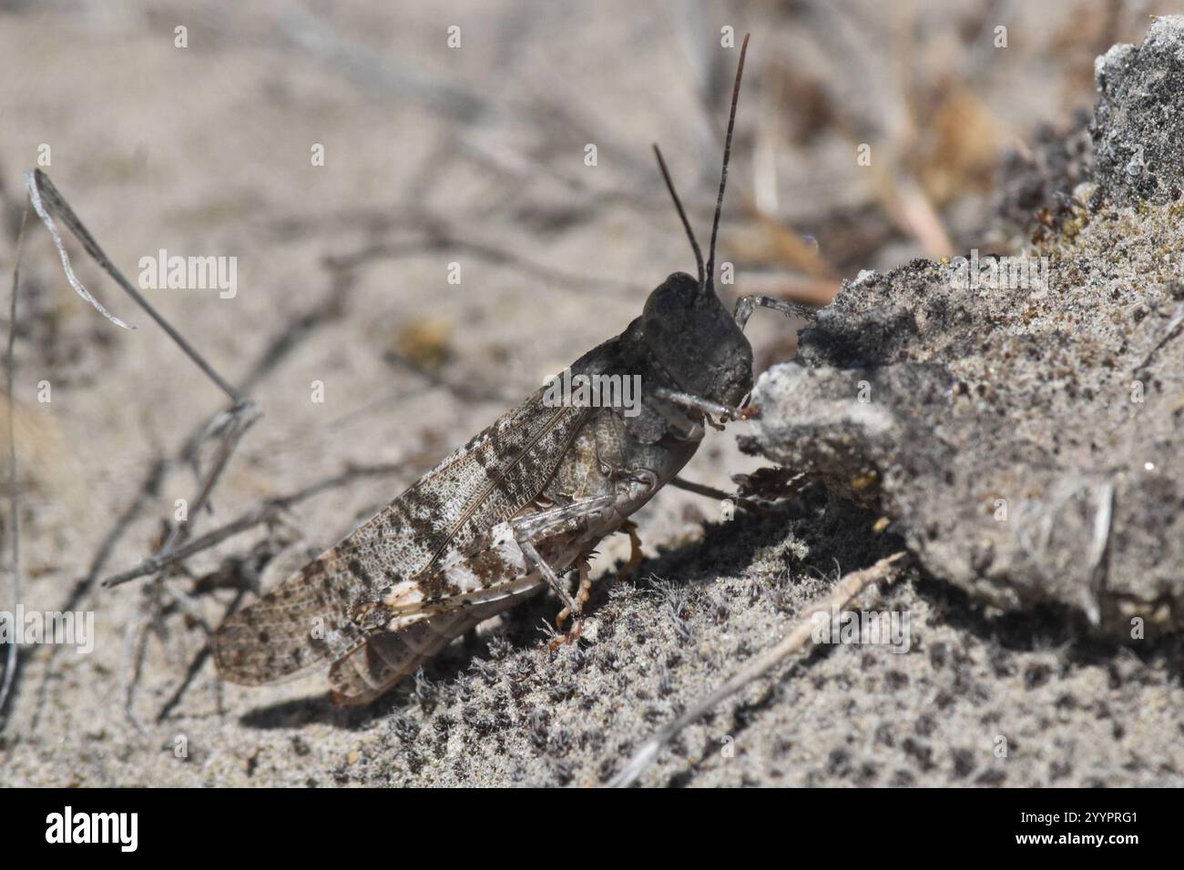 Spharagemon hi-res stock photography and images - Alamy