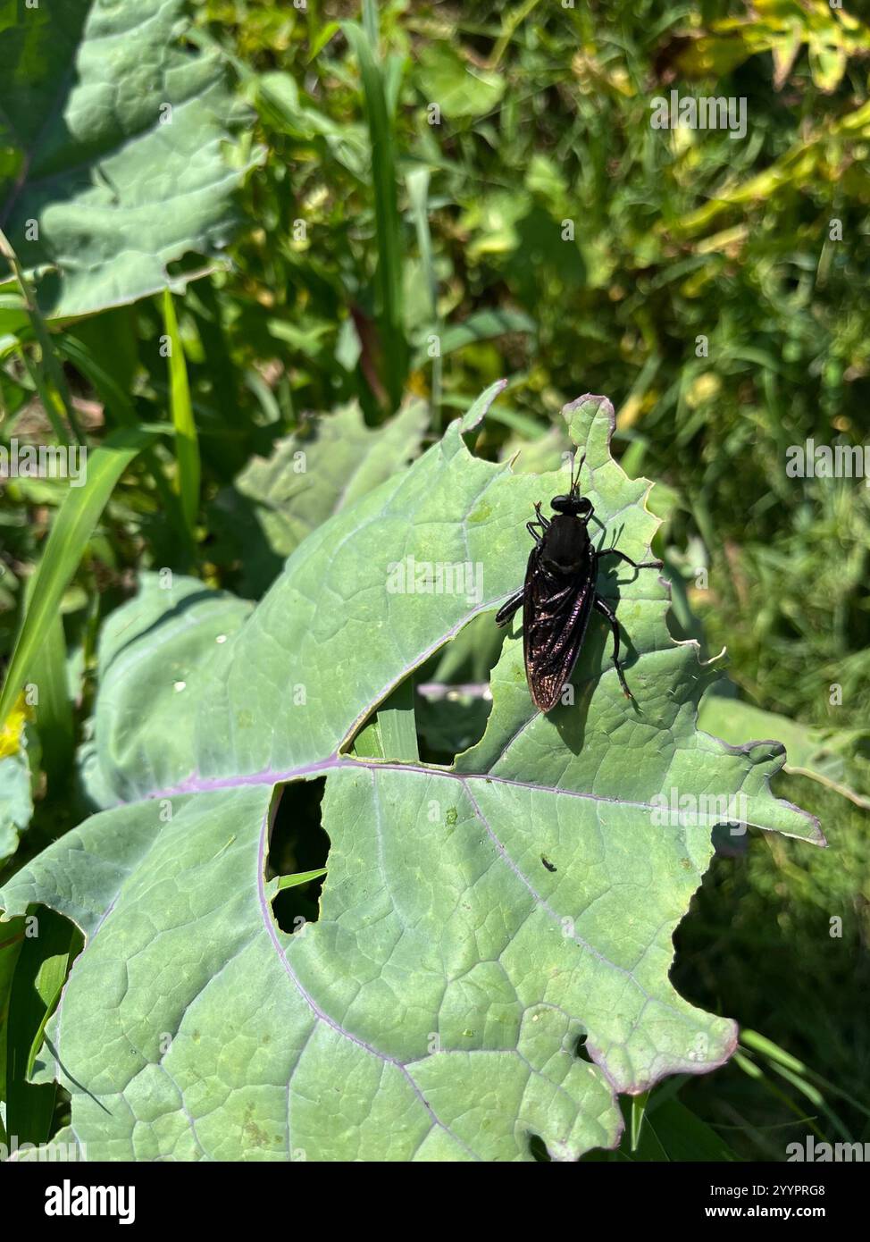 Clubbed Mydas Fly (Mydas clavatus Stock Photo - Alamy