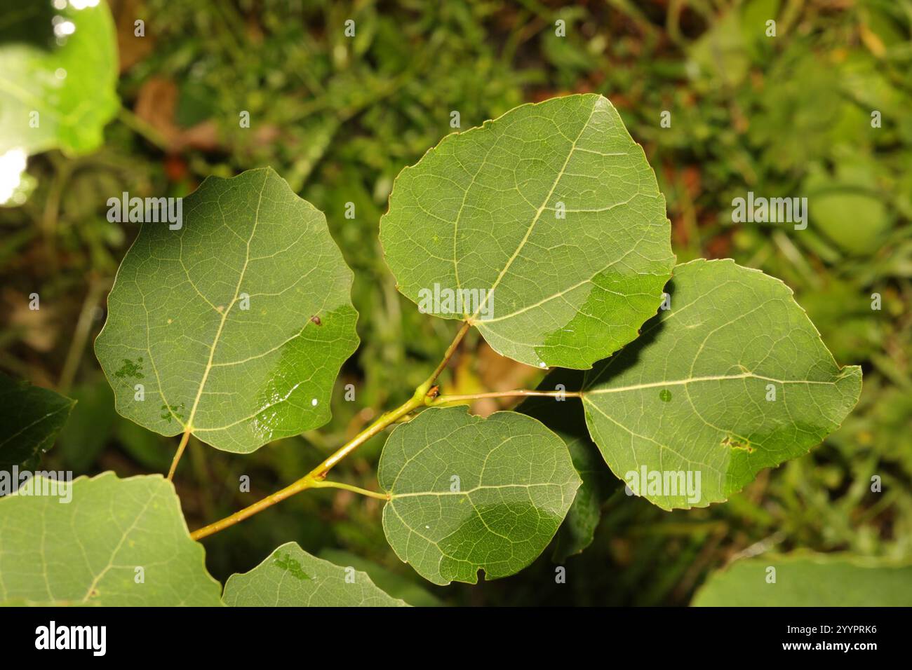 European aspen (Populus tremula Stock Photo - Alamy