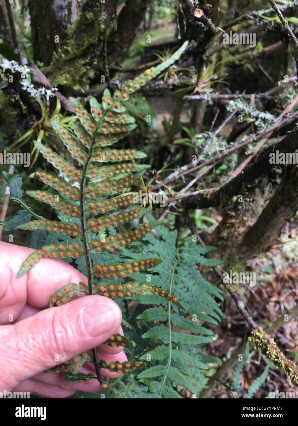 polypody family (Polypodiaceae Stock Photo - Alamy