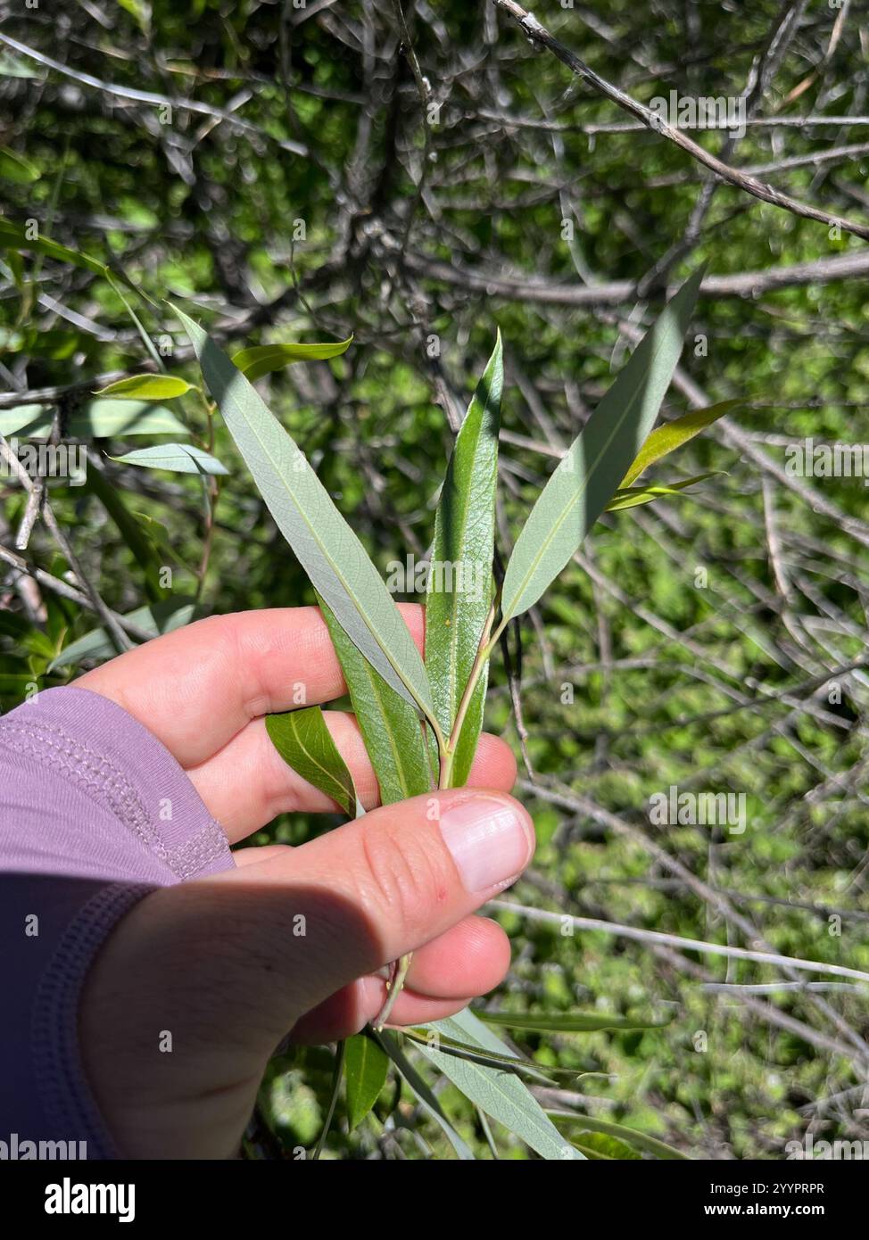 red willow (Salix laevigata Stock Photo - Alamy