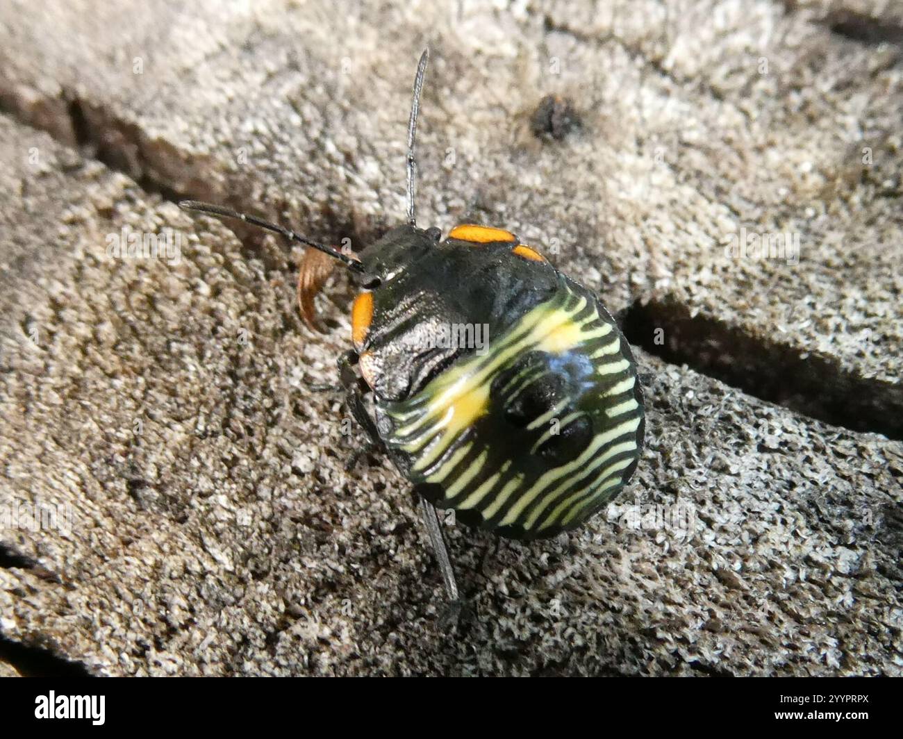 Green Stink Bug (Chinavia hilaris Stock Photo - Alamy