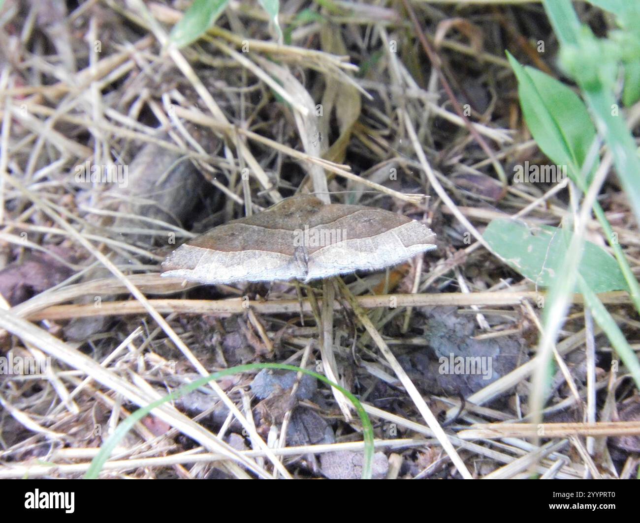 Maple Looper Moth (Parallelia bistriaris Stock Photo - Alamy