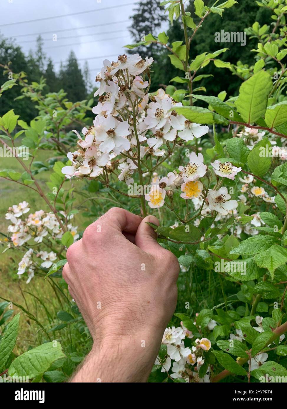 multiflora rose (Rosa multiflora Stock Photo - Alamy