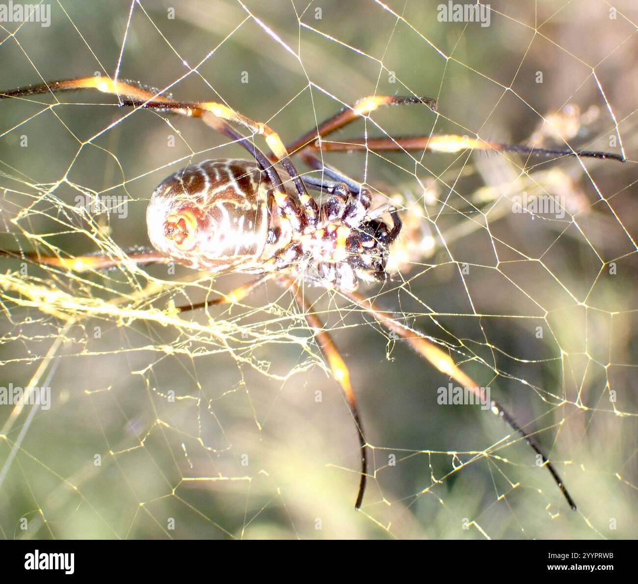 Tiger Spider (Trichonephila plumipes Stock Photo - Alamy