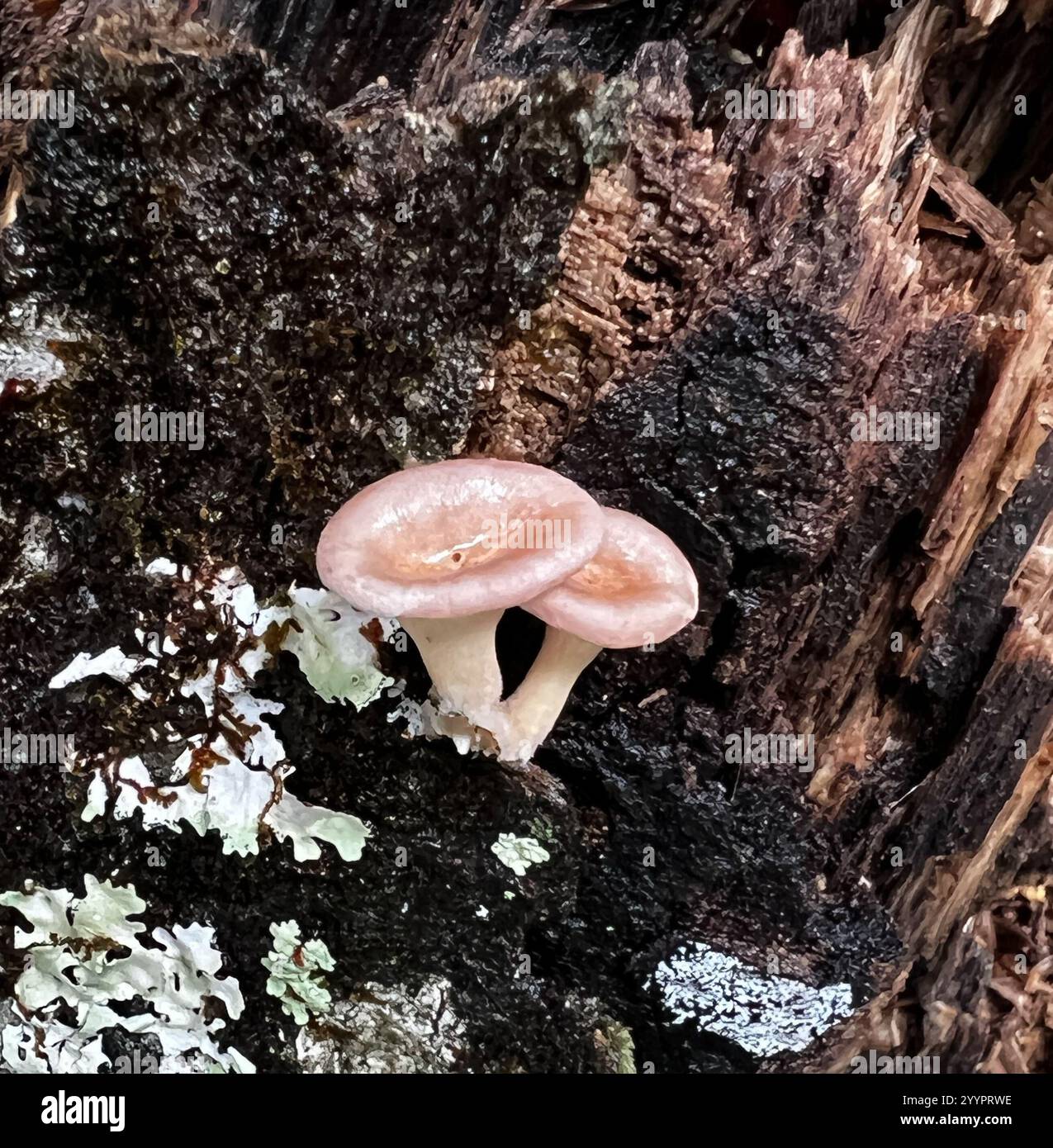 Lilac oysterling (Panus conchatus Stock Photo - Alamy