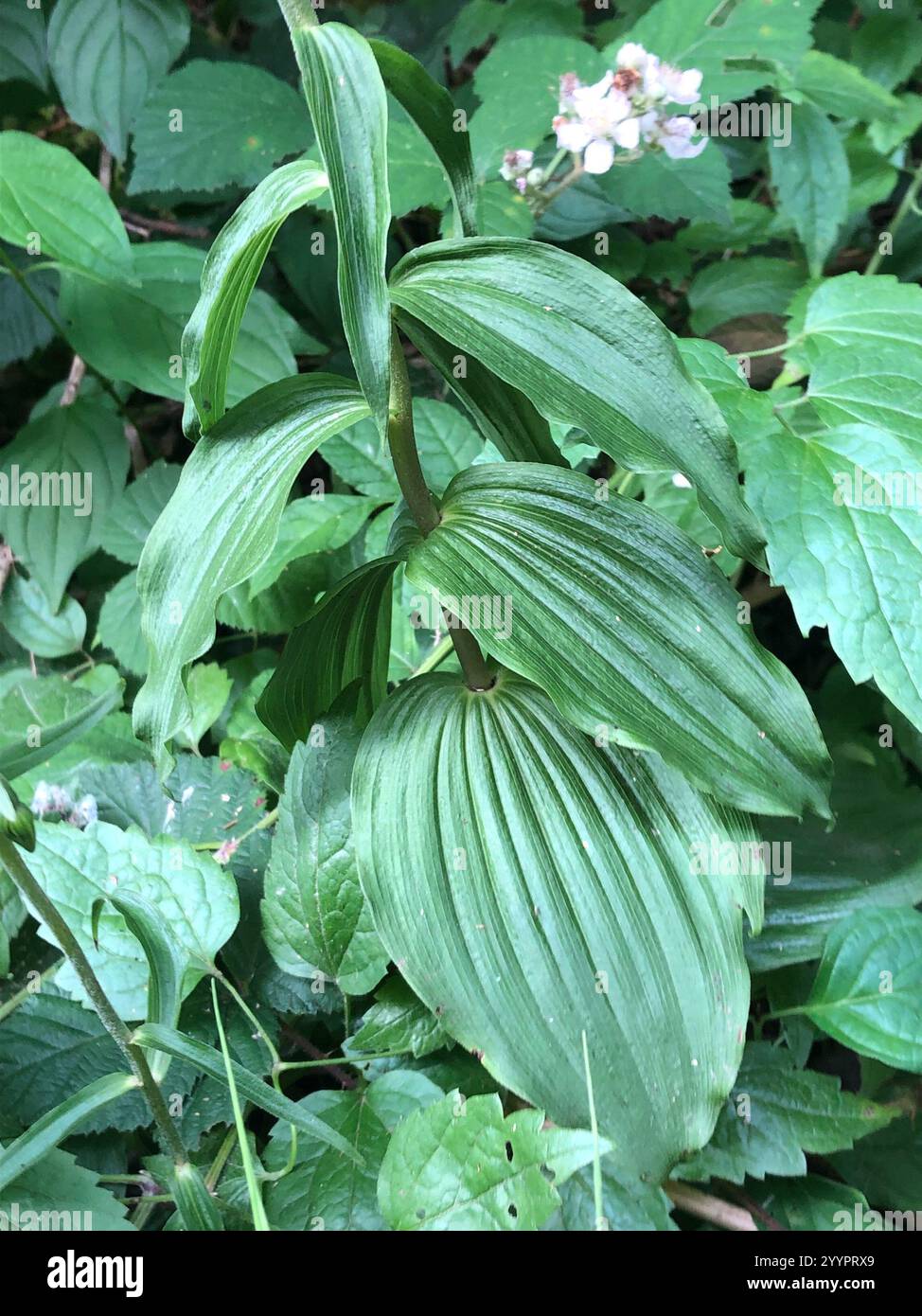Broad-leaved helleborine (Epipactis helleborine Stock Photo - Alamy