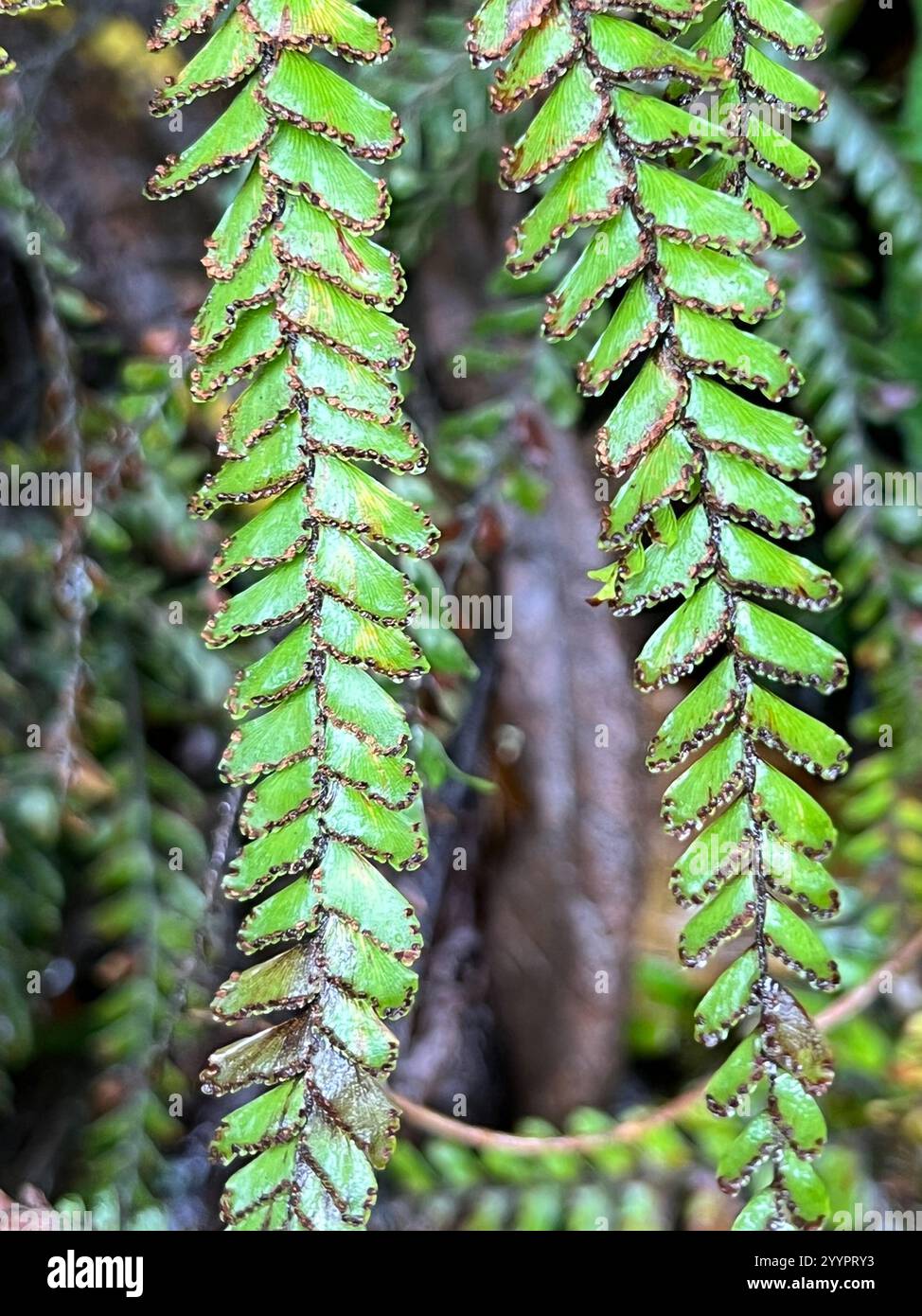 Rough Maidenhair Fern (Adiantum hispidulum Stock Photo - Alamy